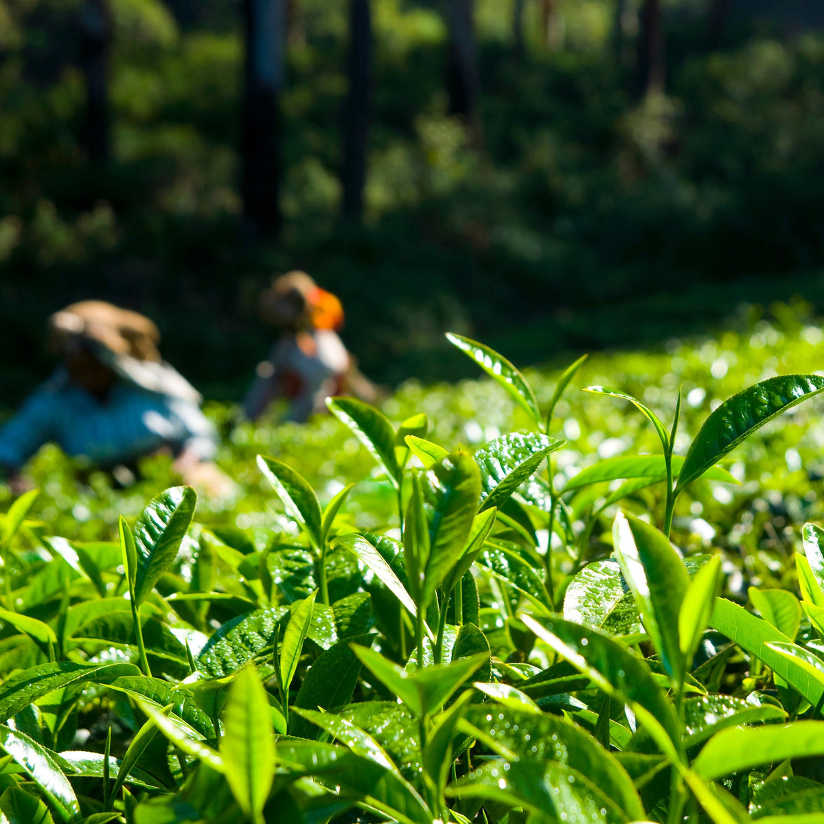 Single Origin Tea Collection – Chicago Teahouse